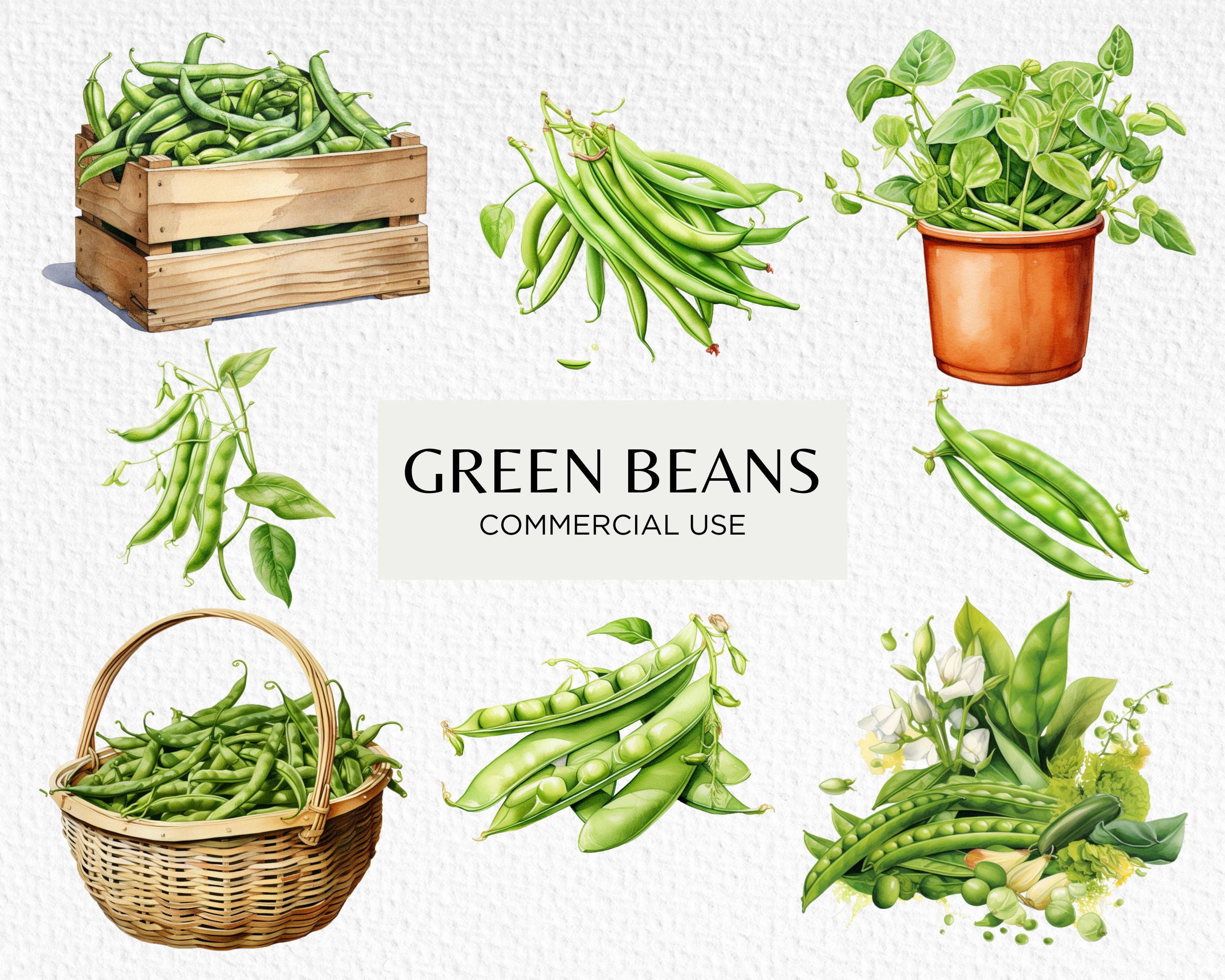 Green Bean Clipart