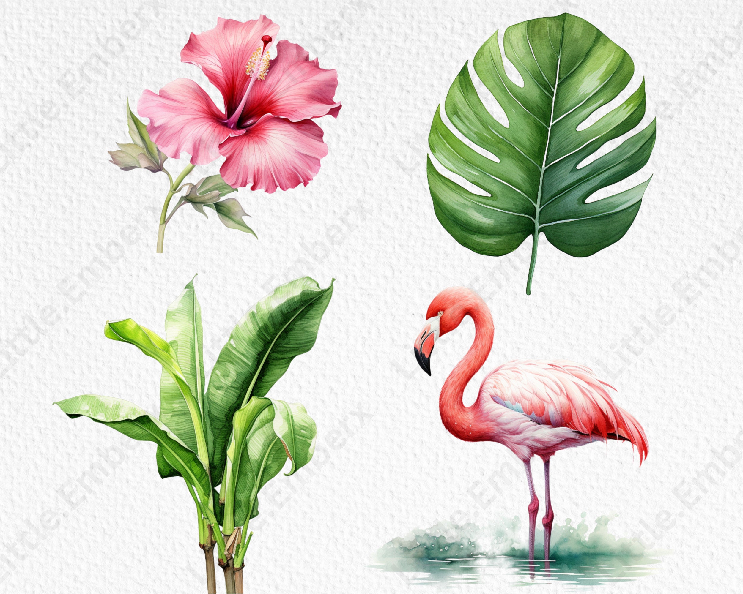 Tropical Watercolour Clipart, 20 Transparent PNG 300 Dpi, Island ...
