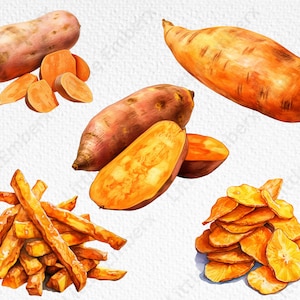 Sweet Potato Watercolour Clipart Bundle, 10 Transparent PNG 300 Dpi ...
