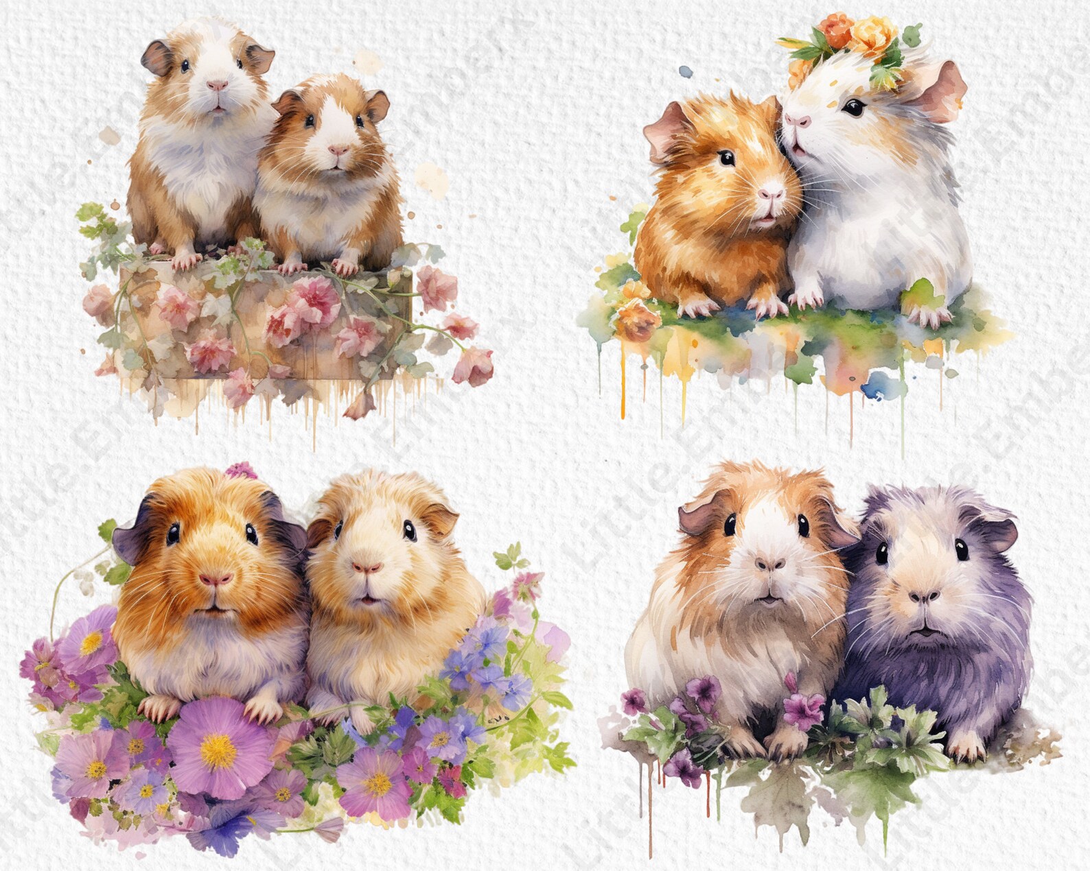 Watercolour Guinea Pigs Clipart Bundle, 24 Transparent PNG 300 Dpi ...