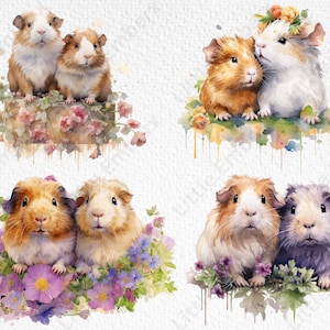 Watercolour Guinea Pigs Clipart Bundle, 24 Transparent PNG 300 Dpi ...