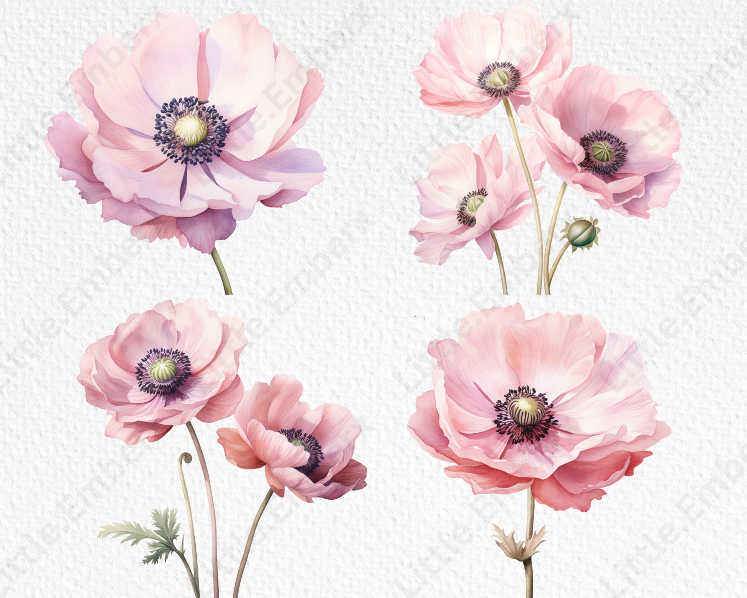 Anemones Watercolour Clipart Bundle, 20 Transparent PNG 300 Dpi, Pastel ...