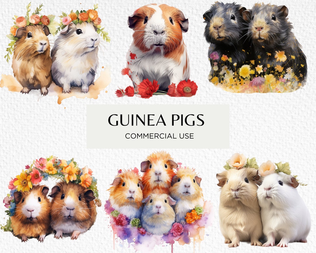 Watercolour Guinea Pigs Clipart Bundle, 24 Transparent PNG 300 Dpi ...