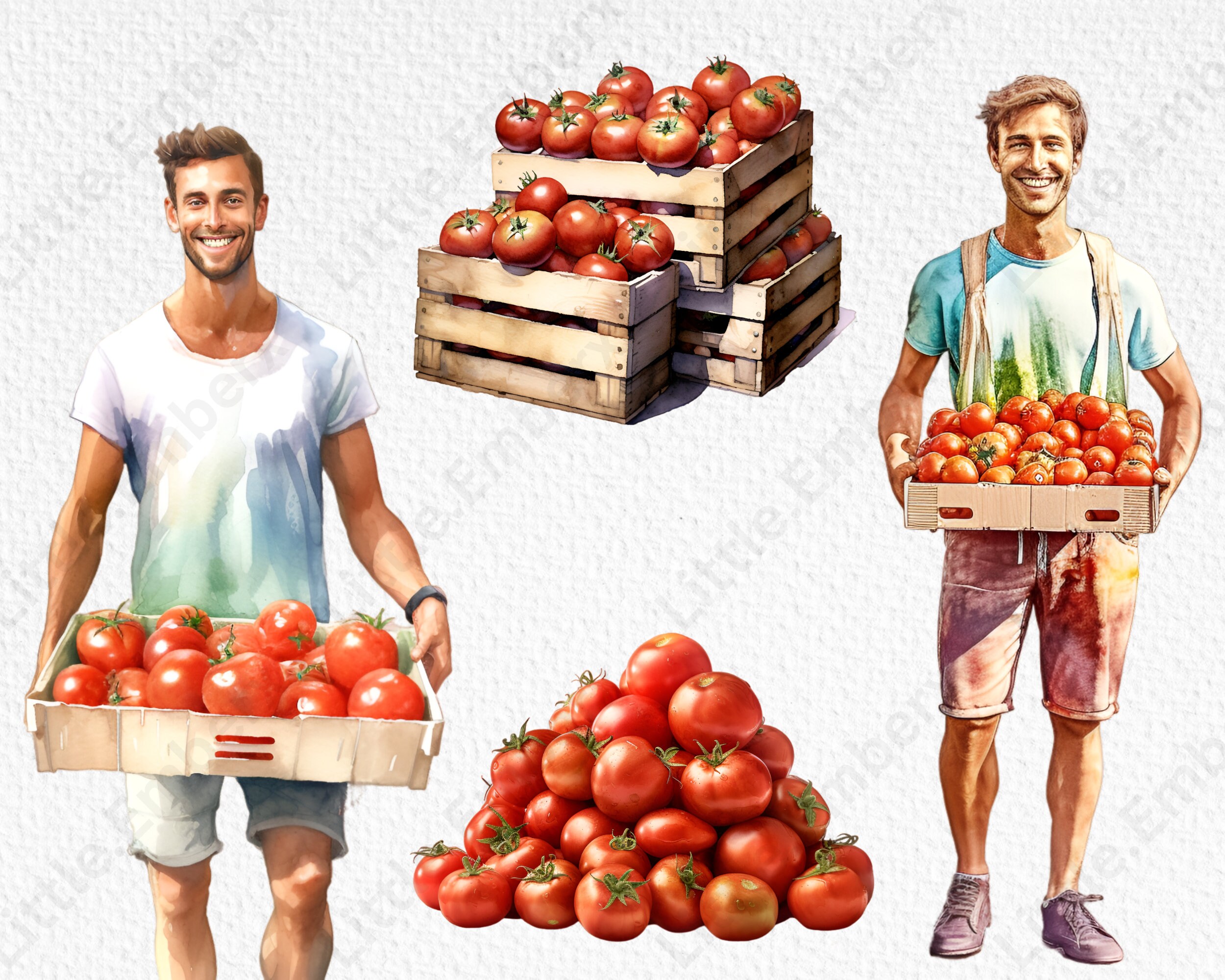 La Tomatina Watercolour Clipart Bundle, 16 Transparent PNG 300 Dpi ...