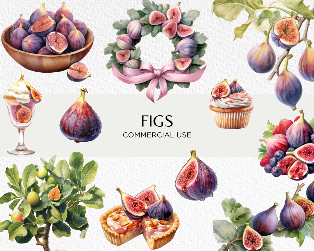 Figs Watercolour Clipart Bundle, 18 Transparent Isolated PNG Images 300 ...
