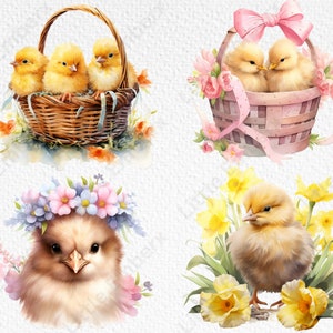 Cute Easter Chicks Watercolour Clipart, 20 Transparent PNG 300 Dpi ...