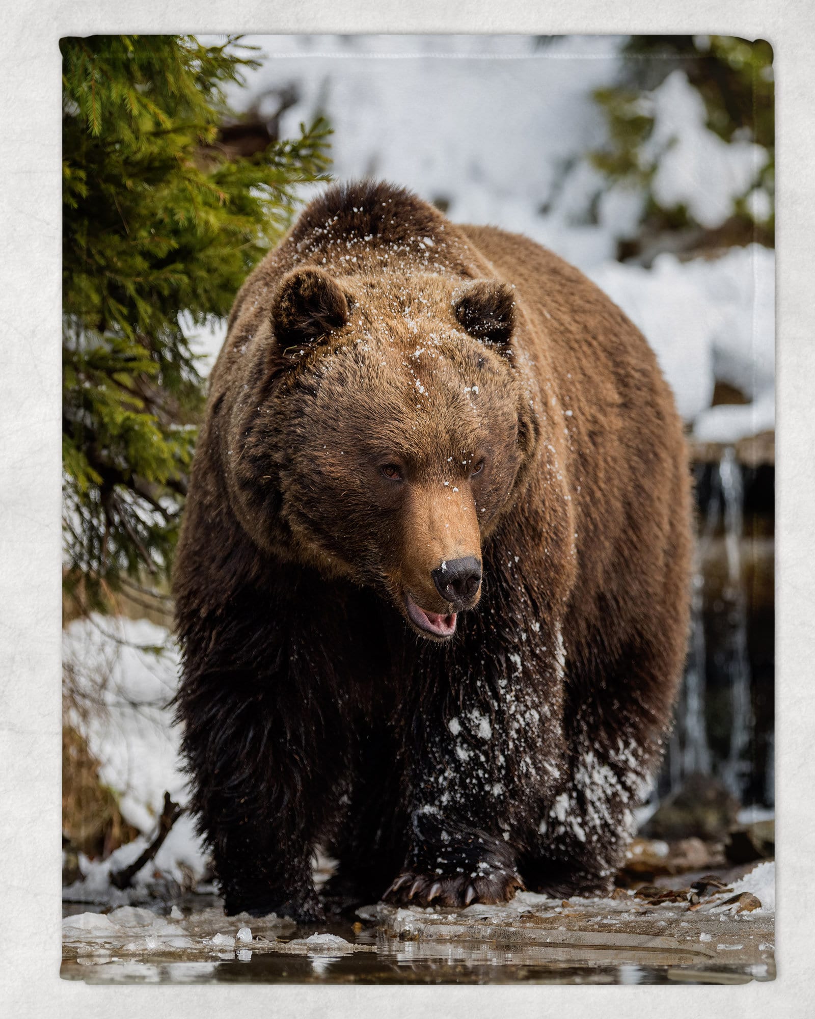 Giant Bear Face Fleece Blanket Big Face Animal Brown Bear Throw Blanket ...