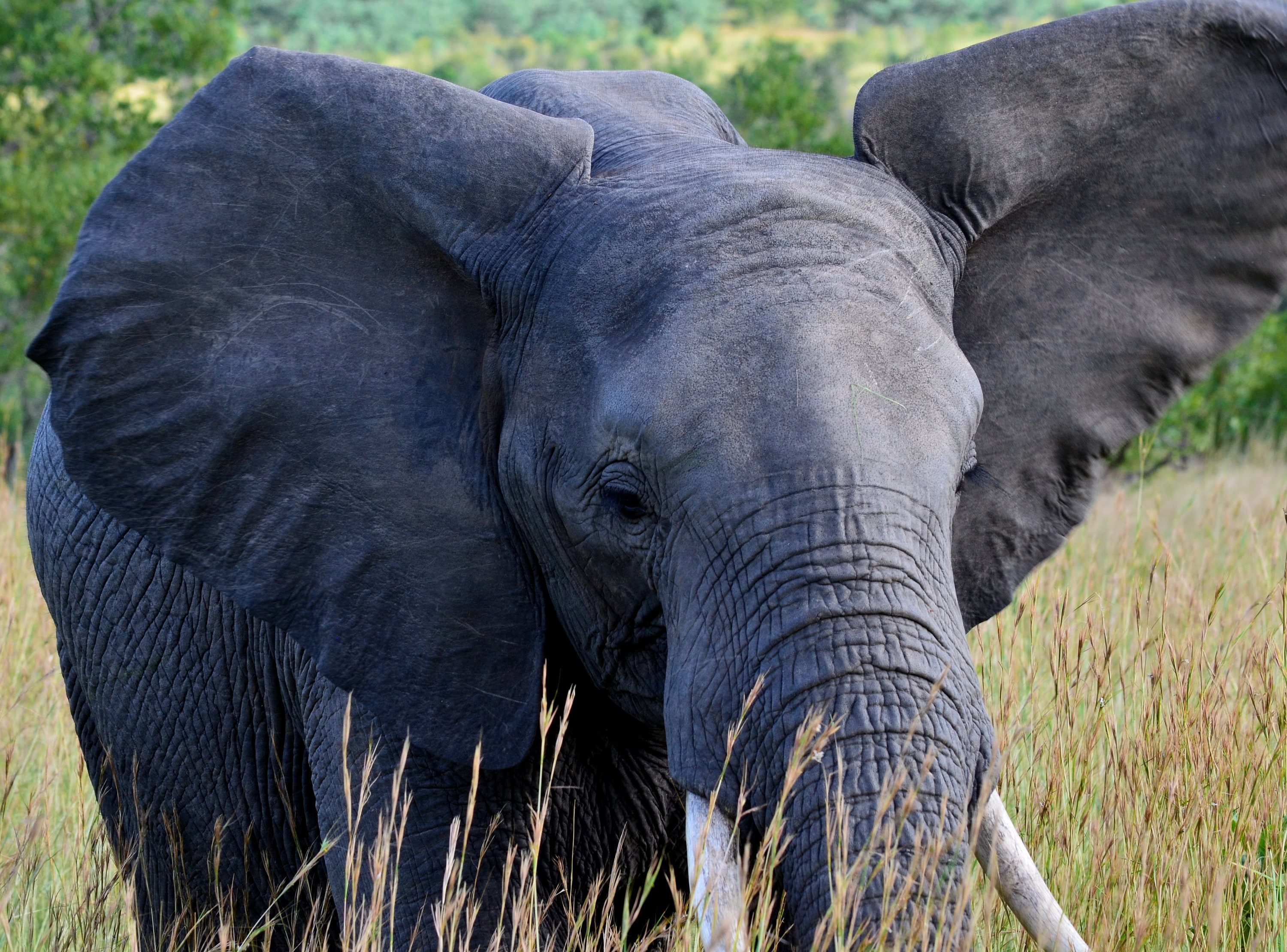 Five Prints of the African Big Five lion, Leopard, Elephant, Water ...
