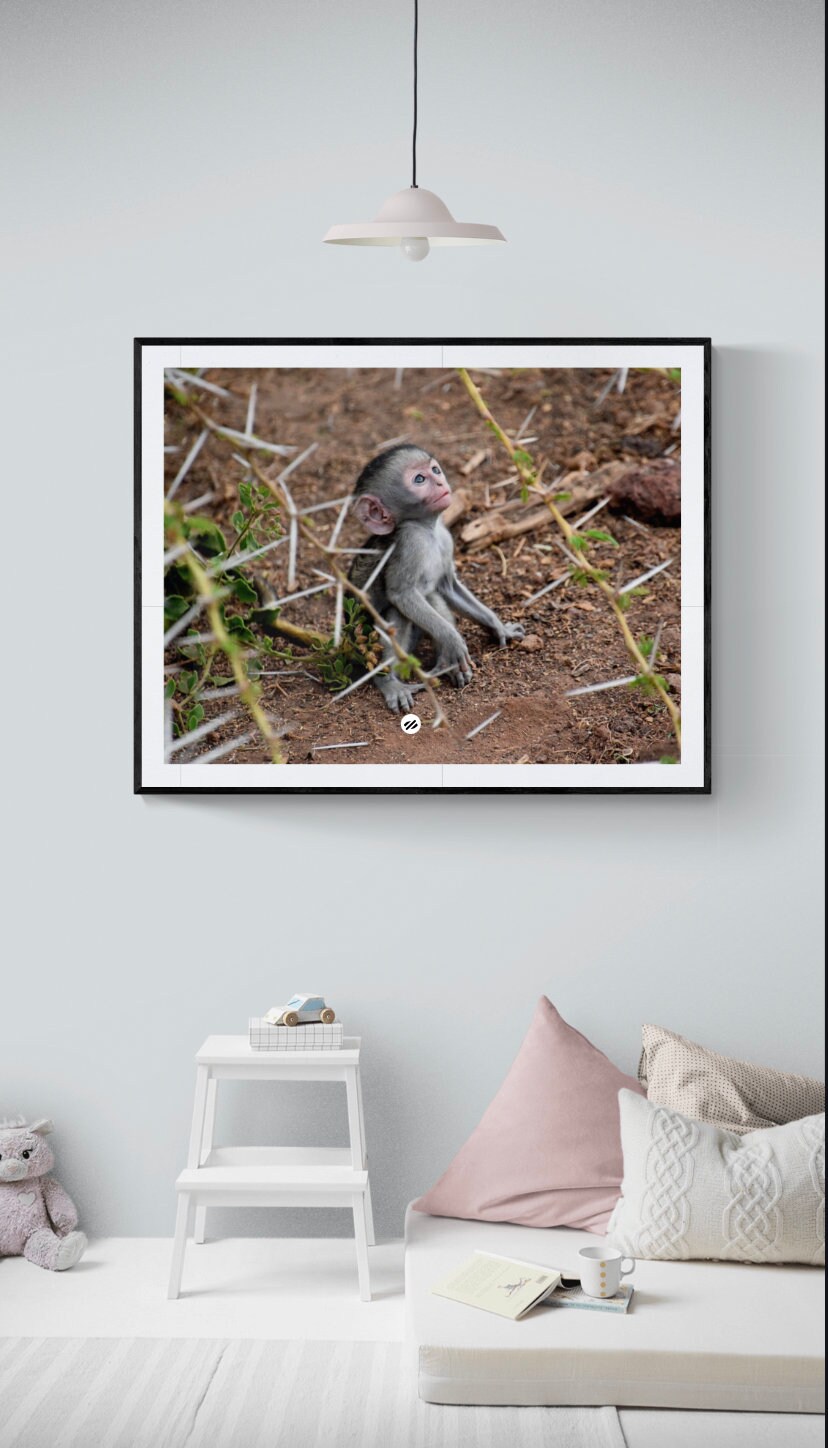 Baby Monkey Photo Print - Etsy