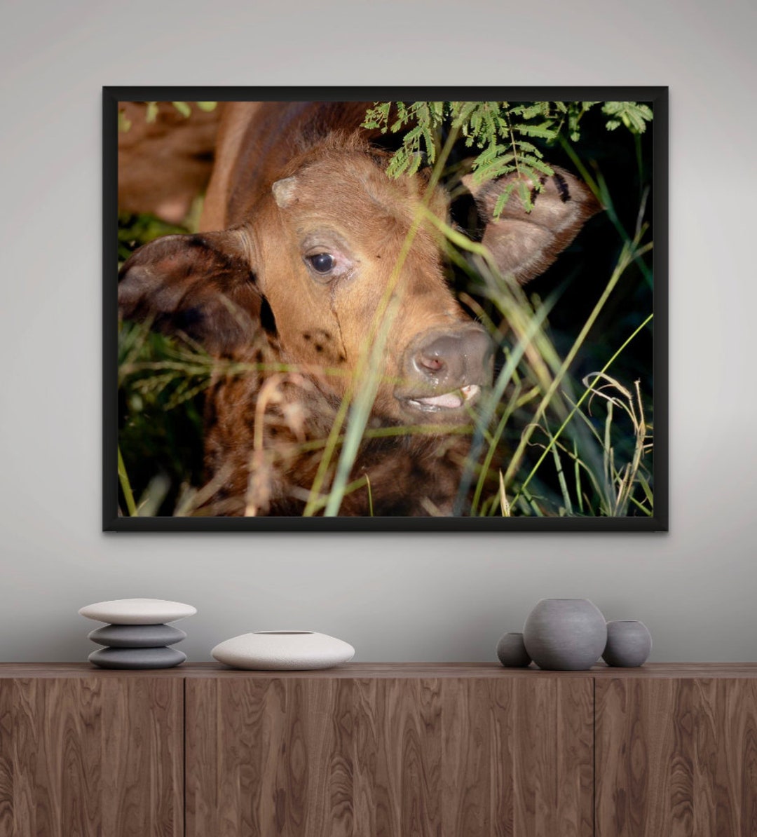 Baby Water Buffalo Photo Print - Etsy