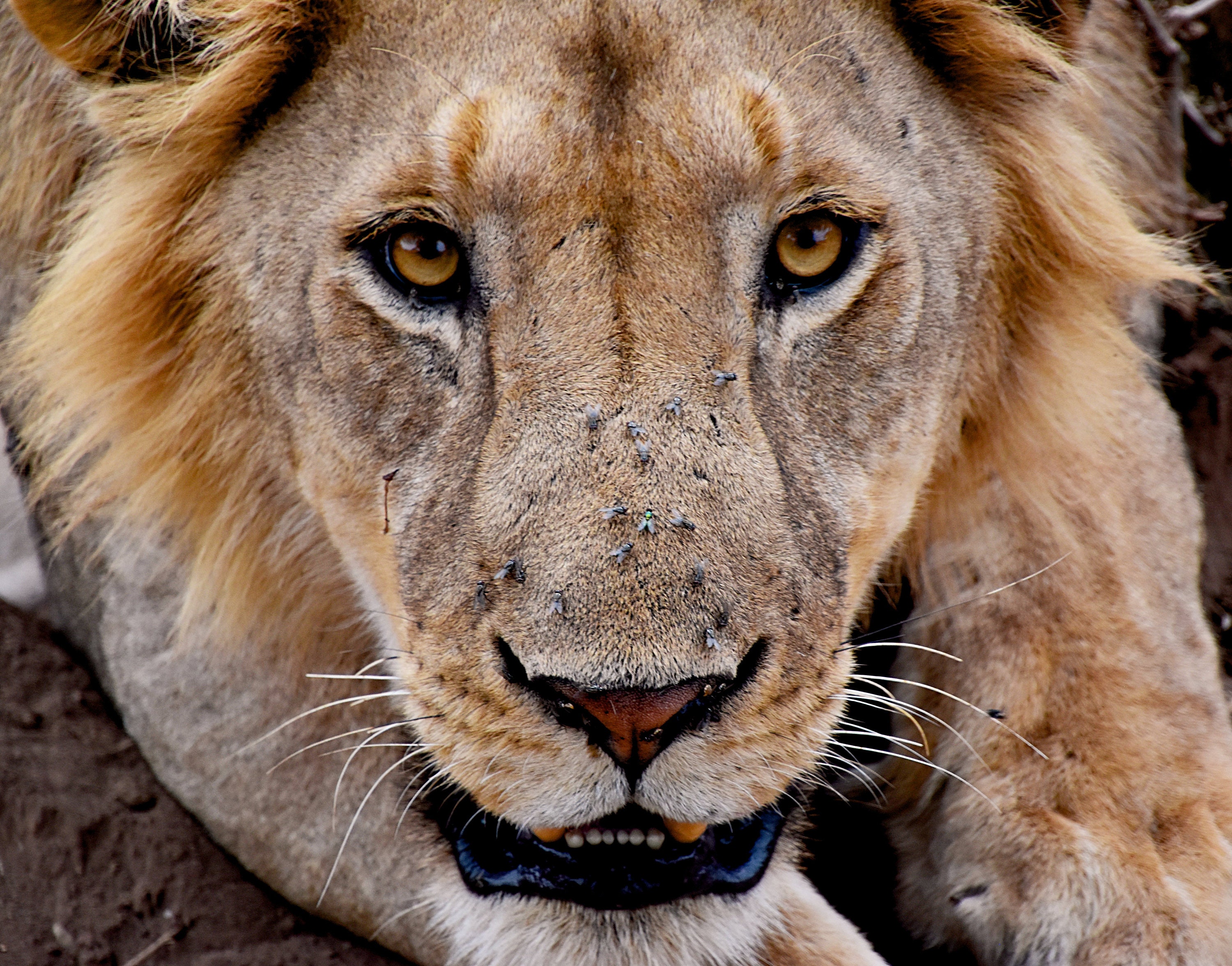 Five Prints of the African Big Five lion, Leopard, Elephant, Water ...