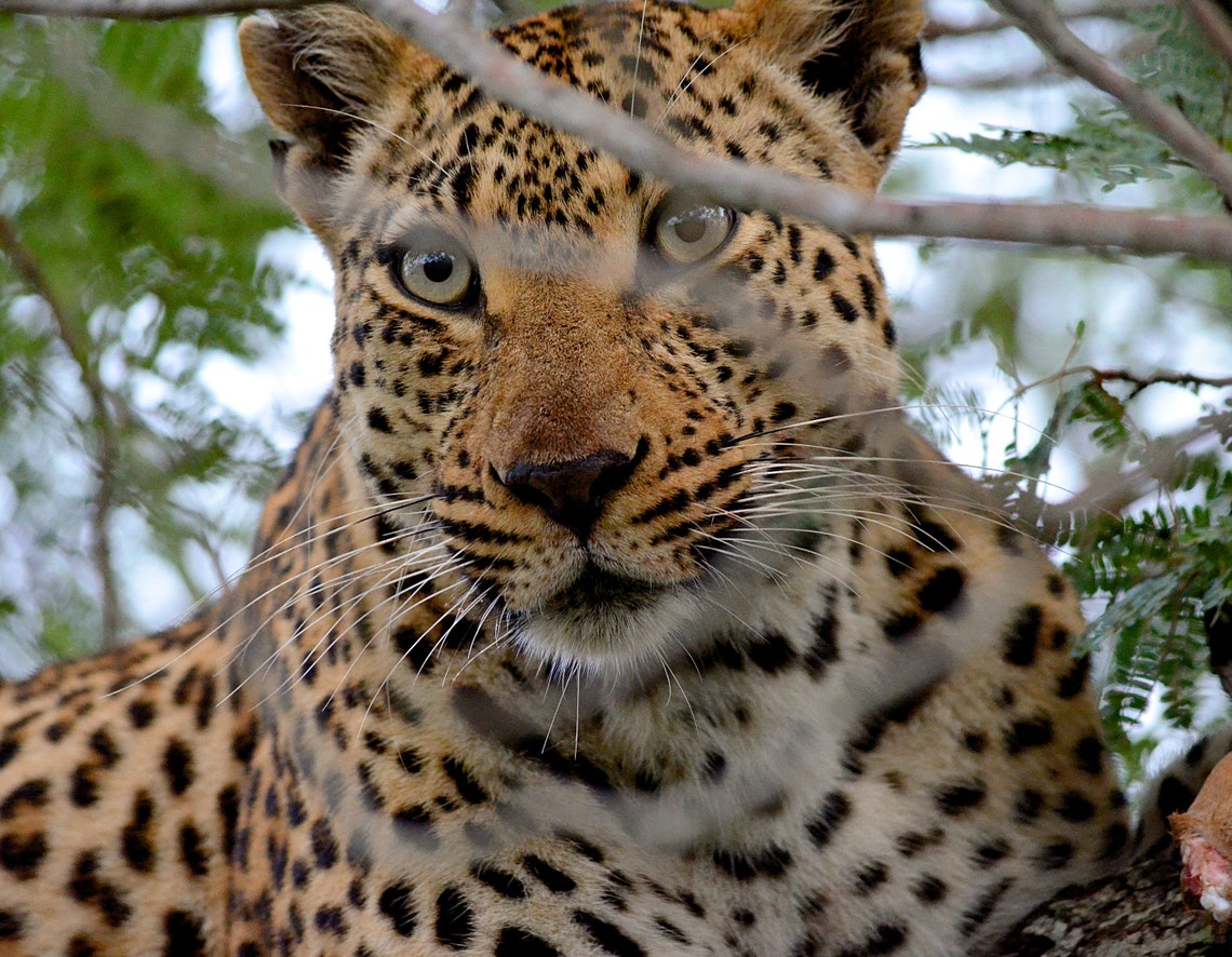 Five Prints of the African Big Five lion, Leopard, Elephant, Water ...