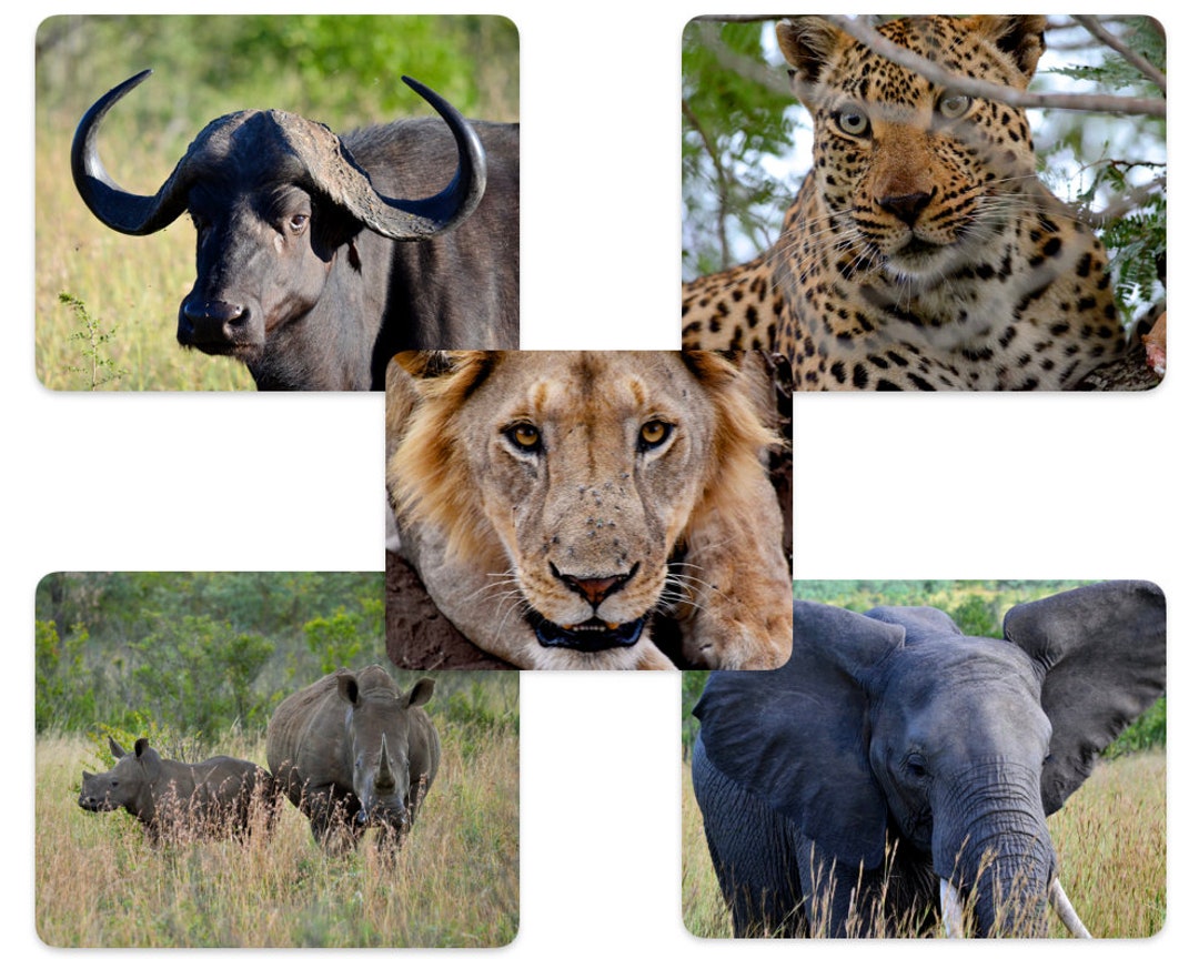Five Prints of the African Big Five (lion, Leopard, Elephant, Water ...