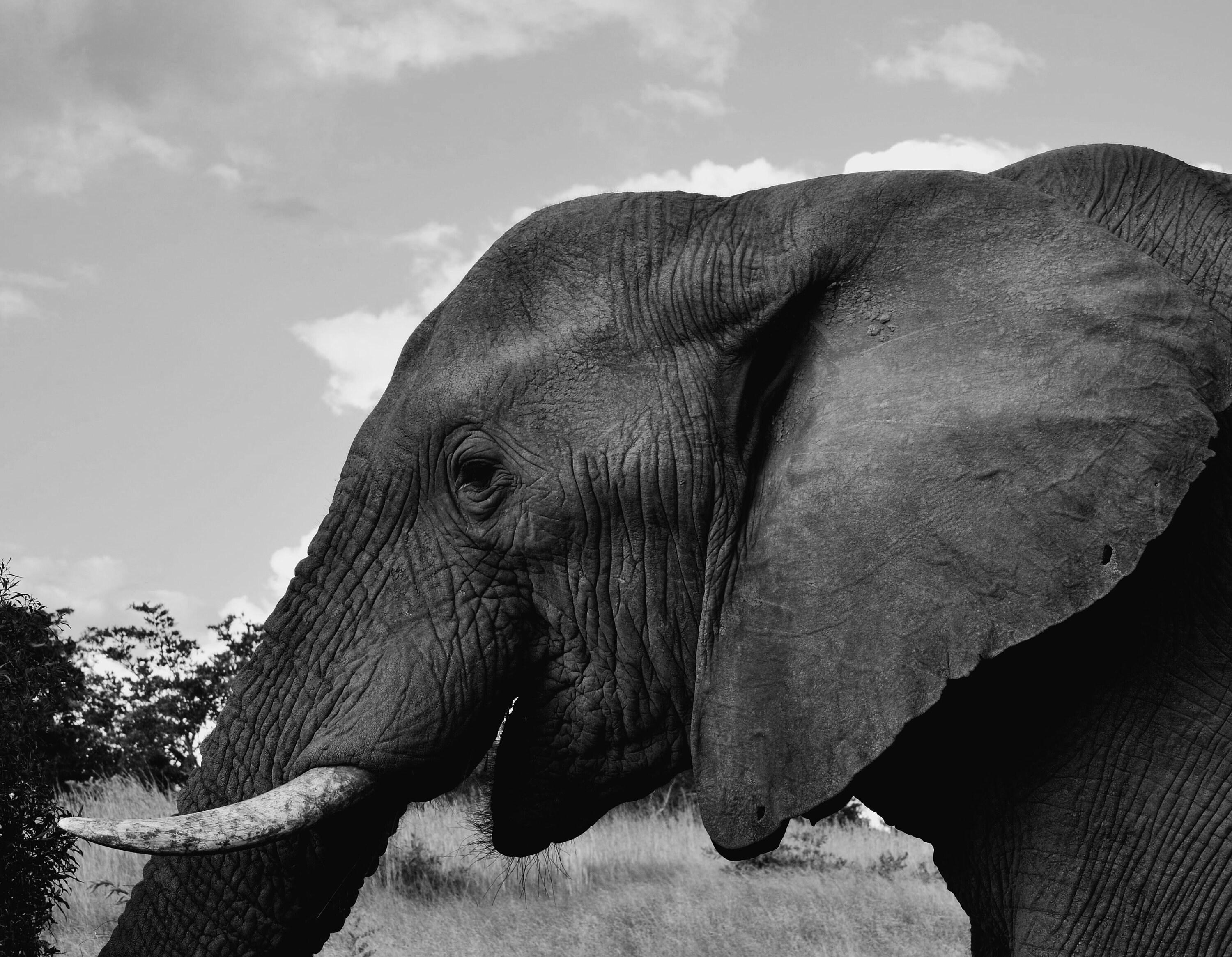 Smiling African Elephant Photo Print - Etsy