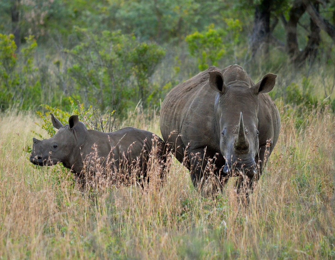 Five Prints of the African Big Five lion, Leopard, Elephant, Water ...