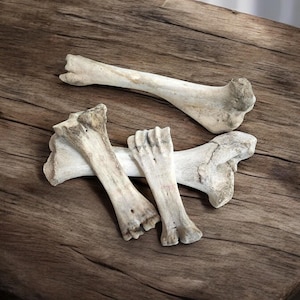 Natural Cow Femur and Cannon Bones All Ethically Sourced - Etsy