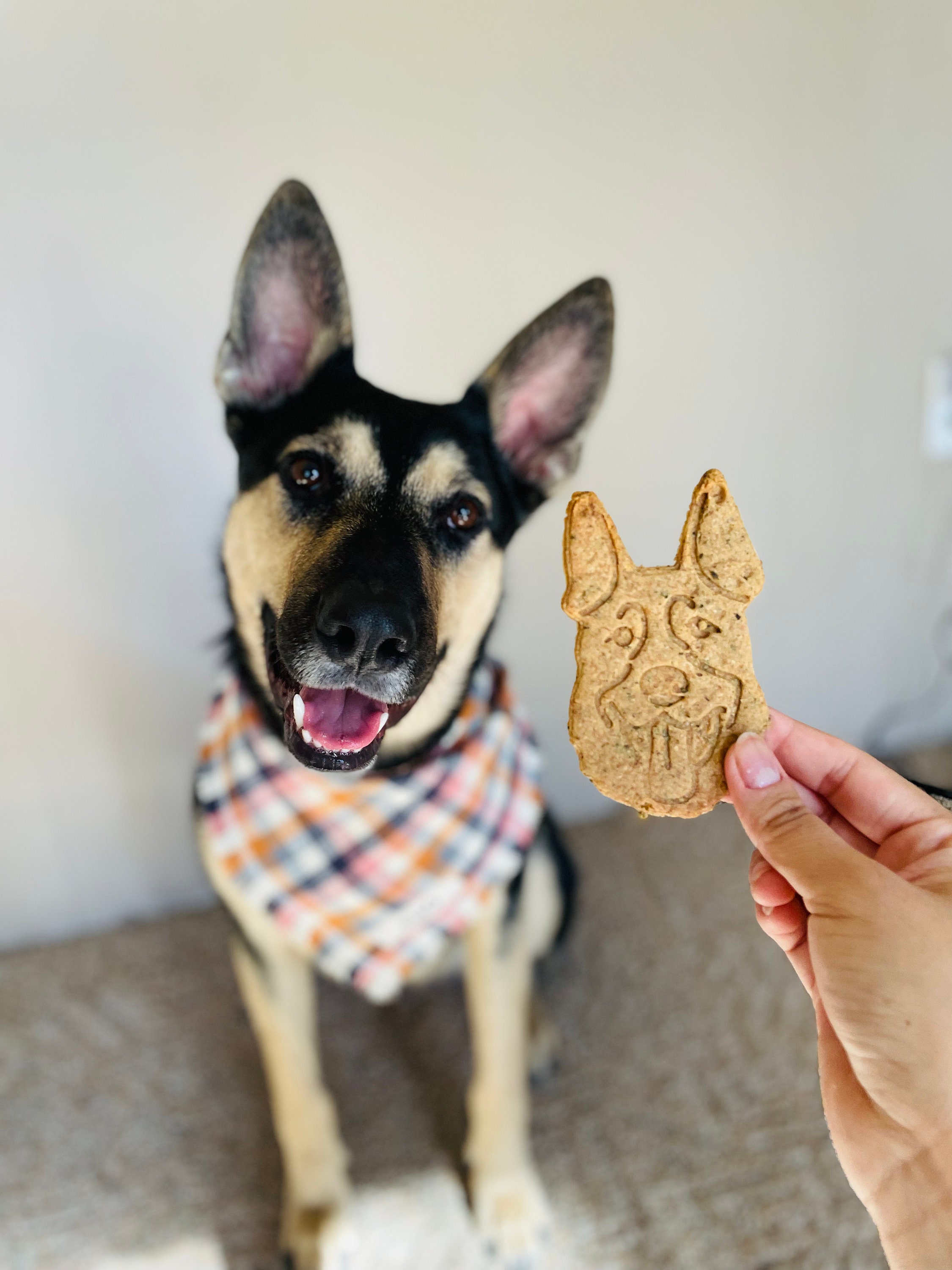 German Shepherd Cookies - Etsy