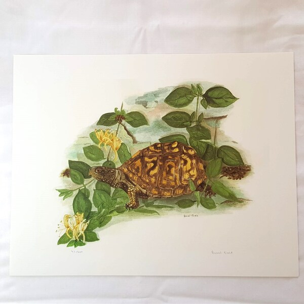 Box Turtle - Etsy