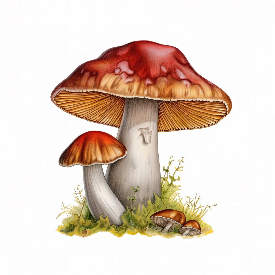 Printable, Mushroom, Download, Drawing, Digital Art, Print, Plant ...