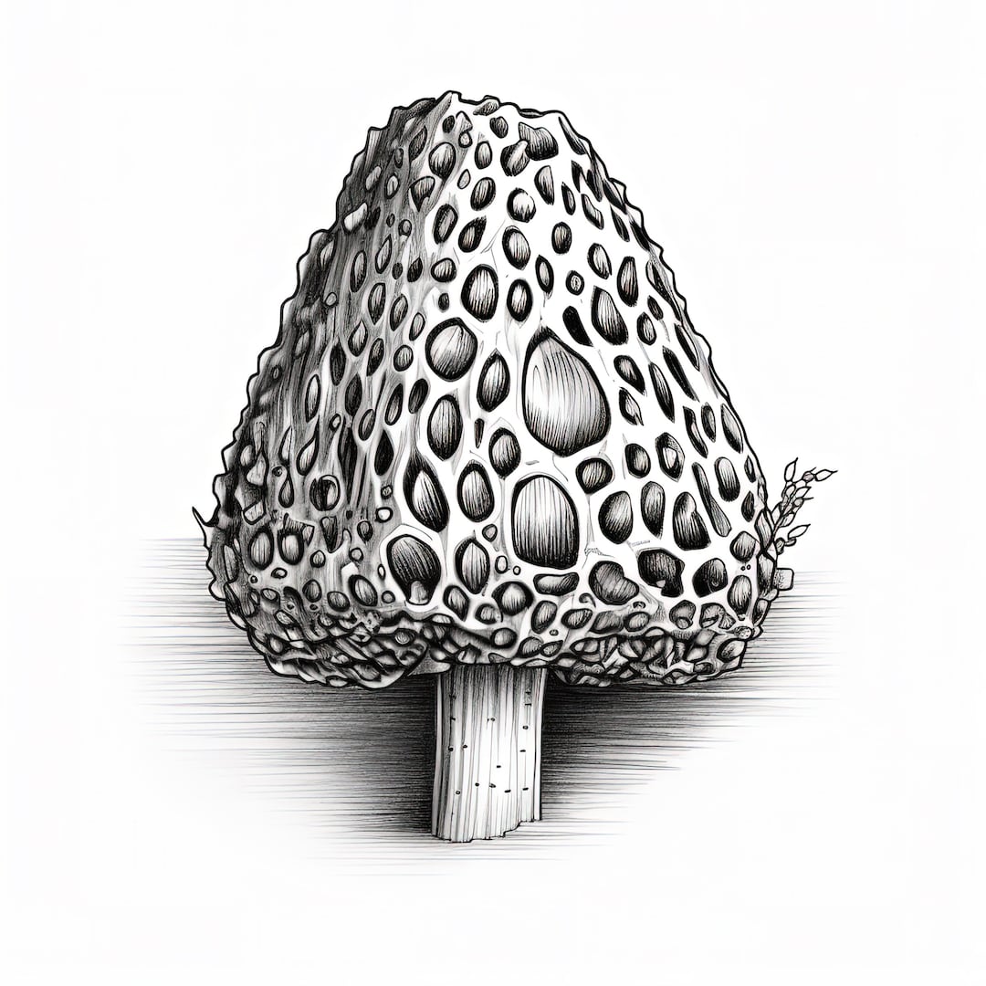Printable, Mushroom, Download, Morel, Drawing, Digital Art, Print - Etsy