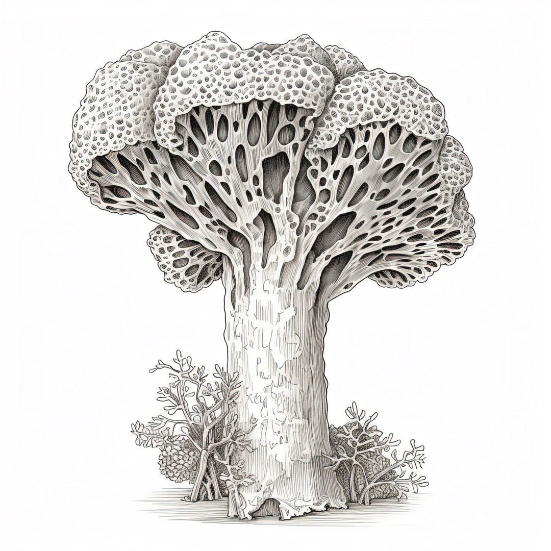 Printable, Mushroom, Download, Morel, Drawing, Digital Art, Print - Etsy