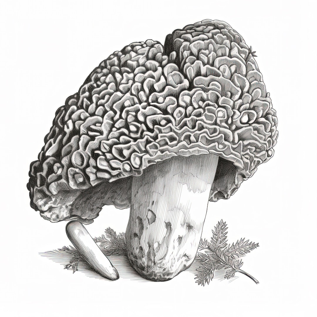 Printable, Mushroom, Download, Morel, Drawing, Digital Art, Print - Etsy