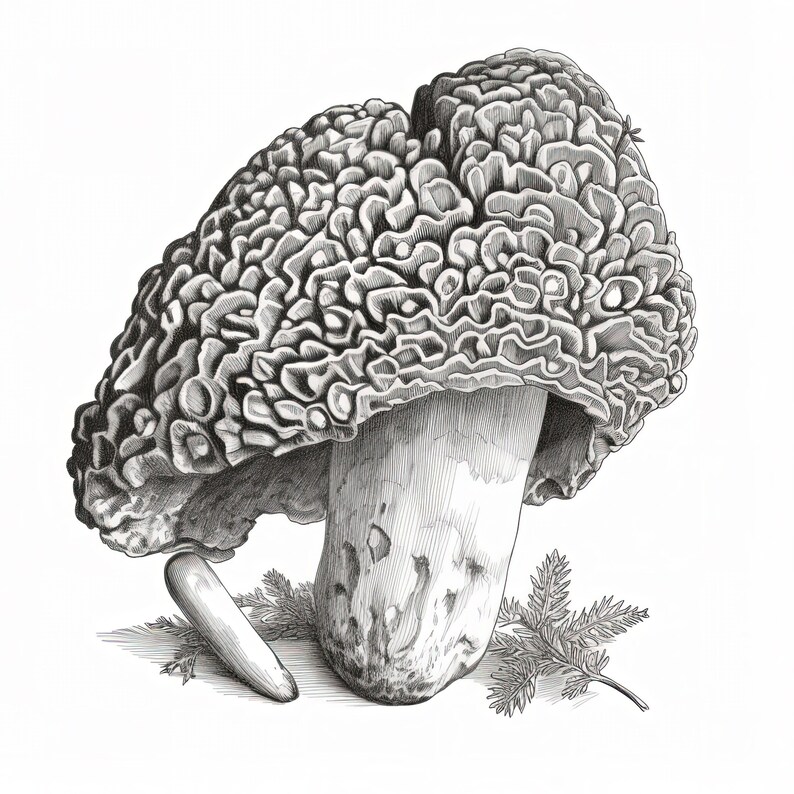 Printable, Mushroom, Download, Morel, Drawing, Digital Art, Print - Etsy