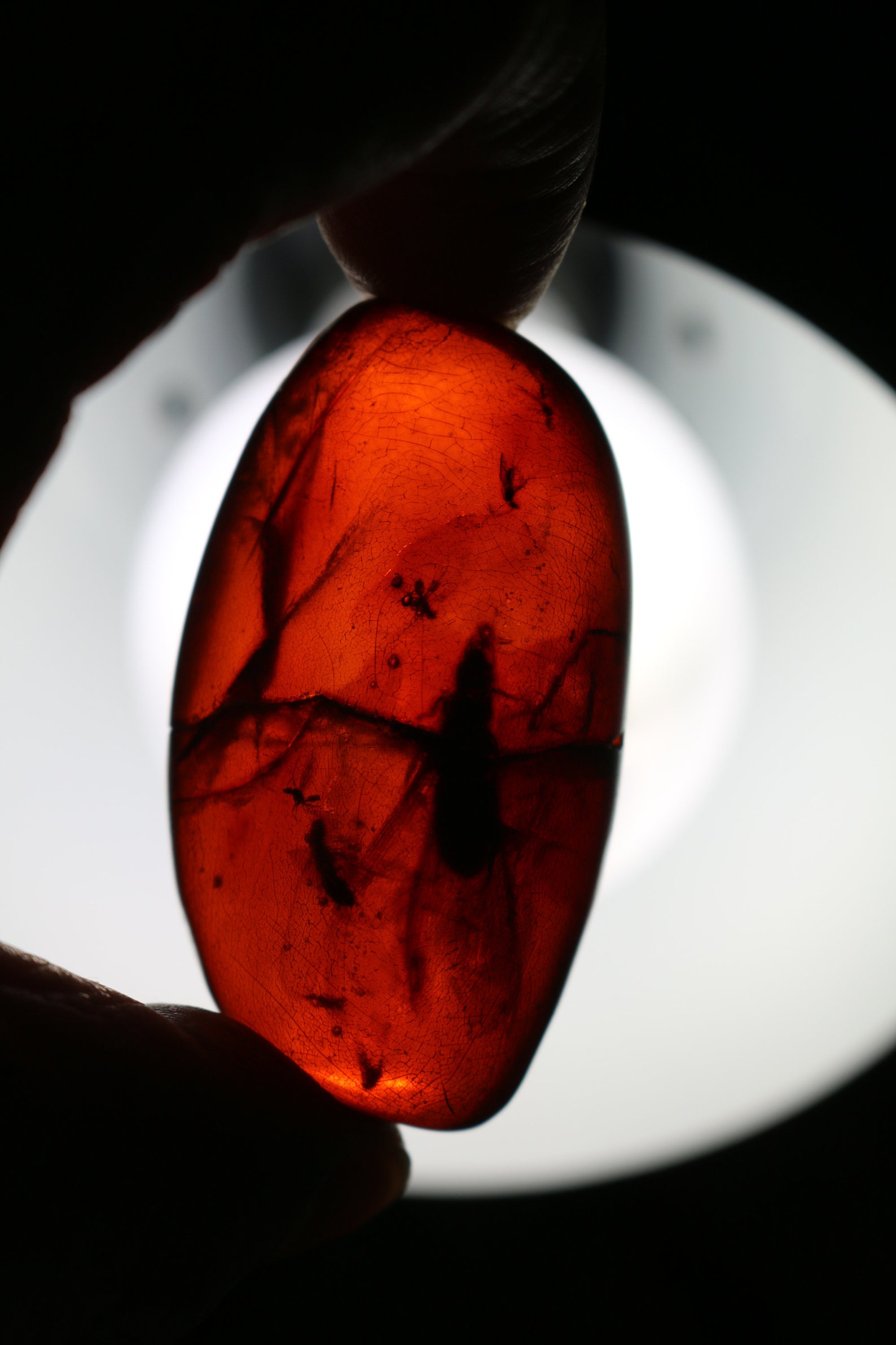 Natural Red Amber With Inclusion of Insect - Etsy