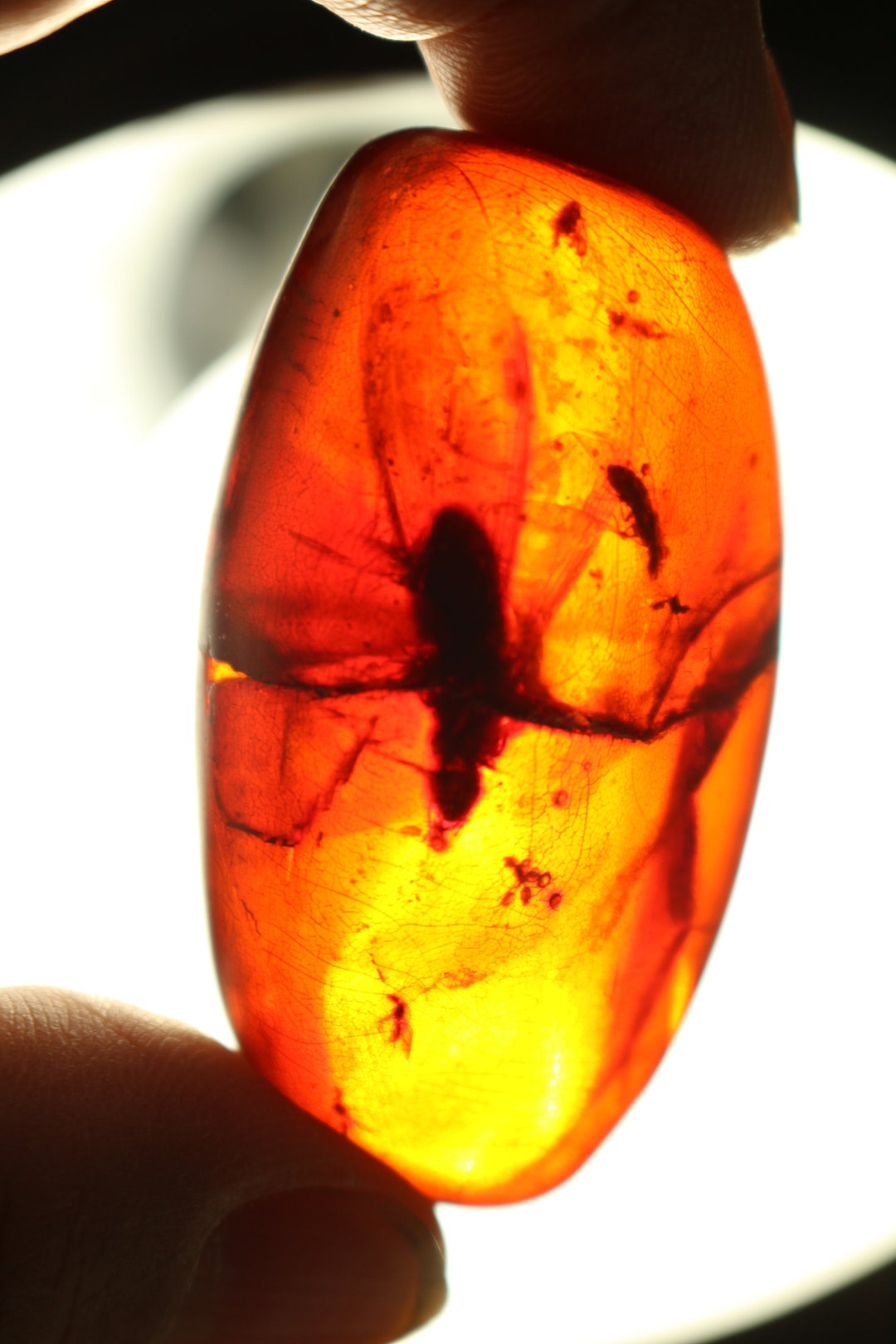Natural Red Amber With Inclusion of Insect - Etsy
