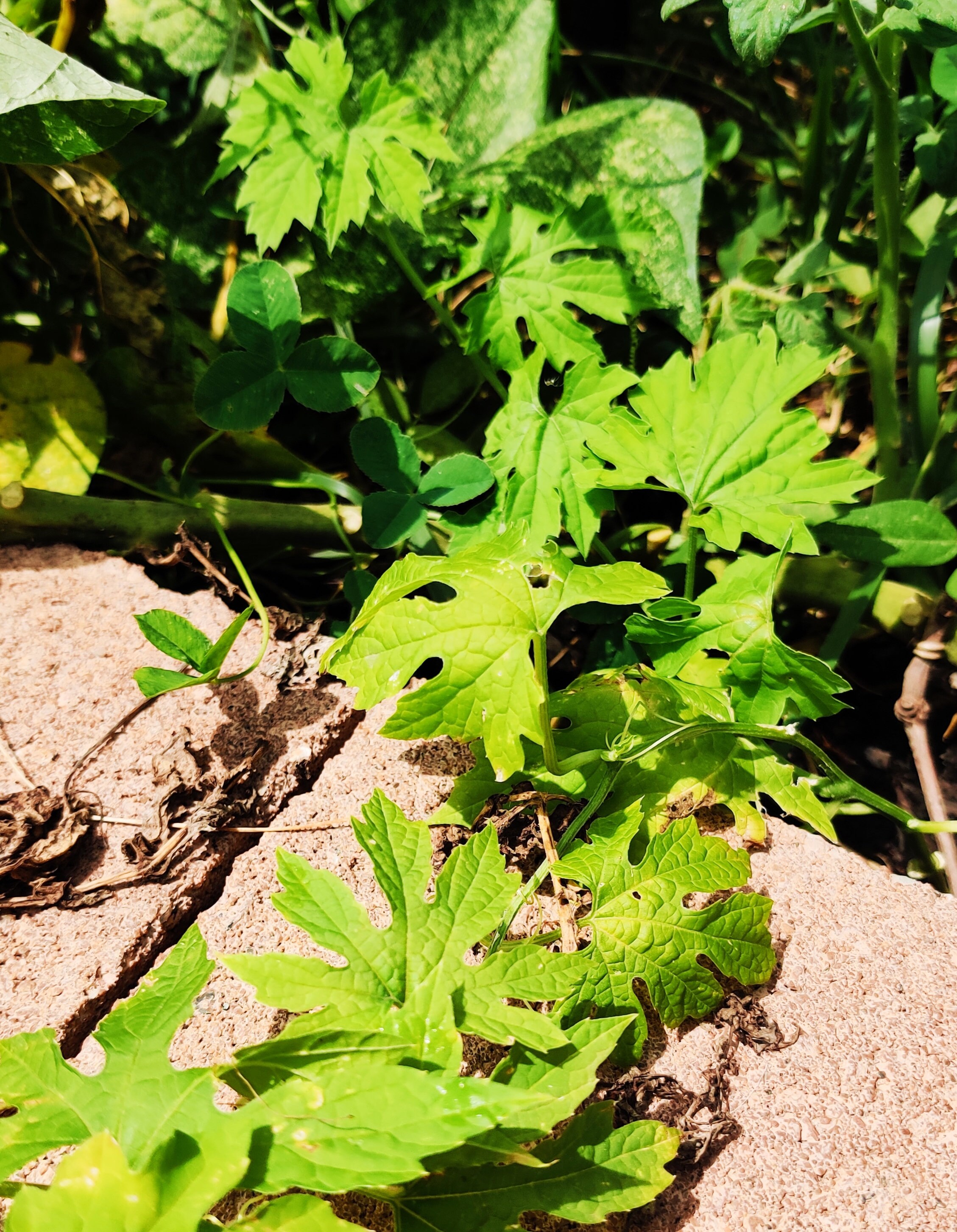 Cerasee / Momordica Charantia Capsules - Etsy