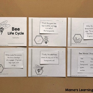 Bee Life Cycle Booklet and Worksheets - Etsy