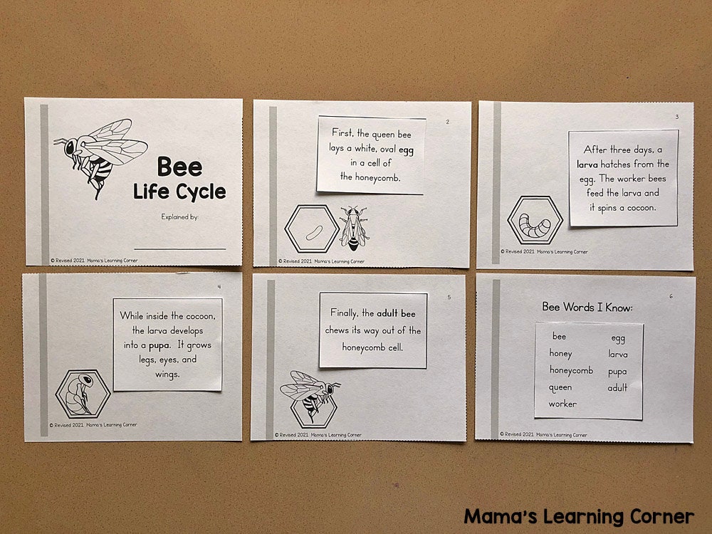 Bee Life Cycle Booklet and Worksheets - Etsy