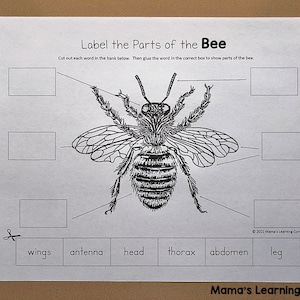 Bee Life Cycle Booklet and Worksheets - Etsy
