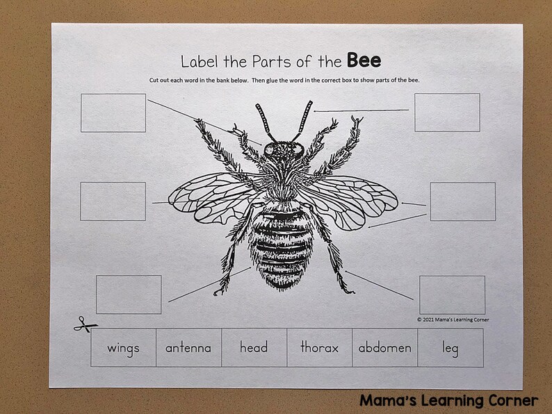 Bee Life Cycle Booklet and Worksheets - Etsy