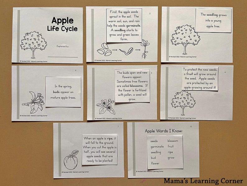 Apple Life Cycle Worksheets Packet - Etsy