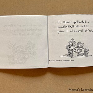 Pumpkin Life Cycle Booklet and Worksheets - Etsy