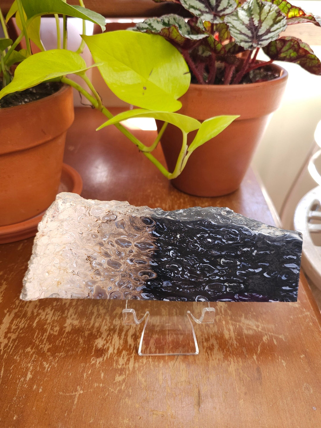 Losa de raíz de palma// Losa de cristal XL// Raíz de palma - Etsy España