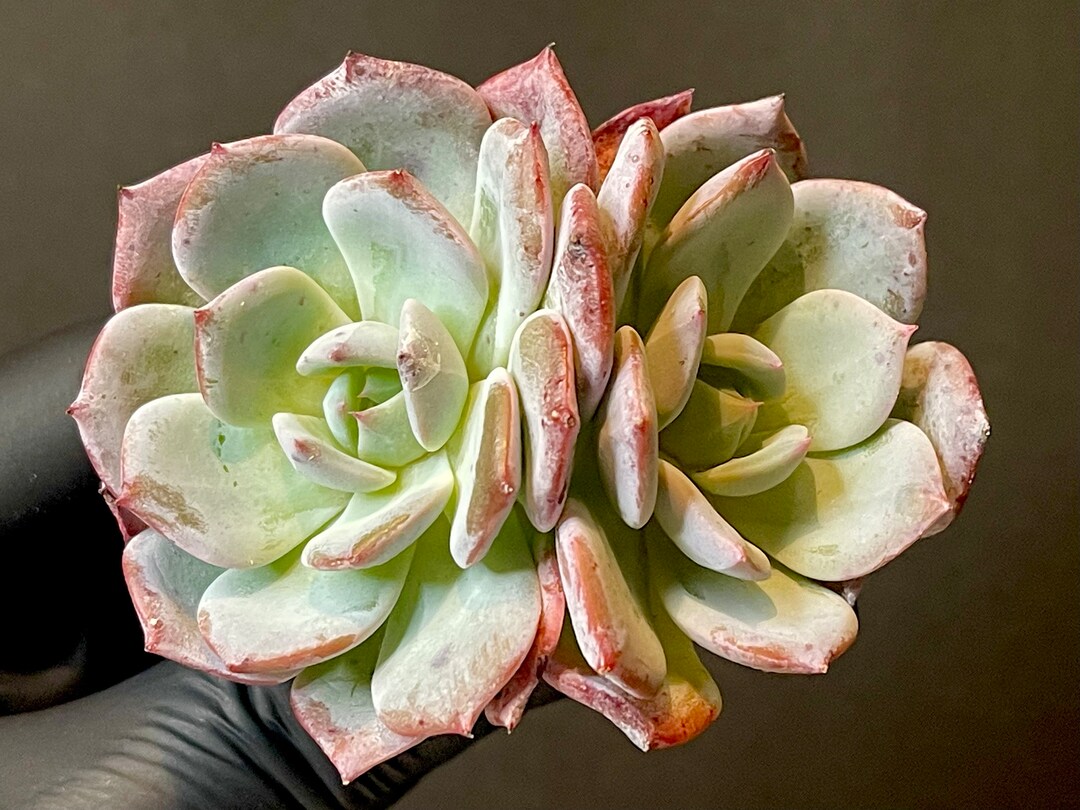 Echeveria Agavoides Aioigasa - Etsy