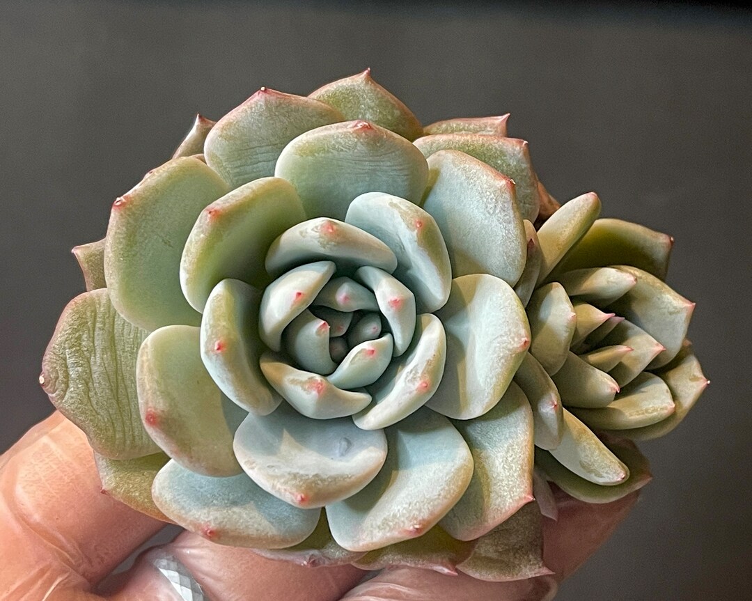 Echeveria Blue Bird Two Heads - Etsy