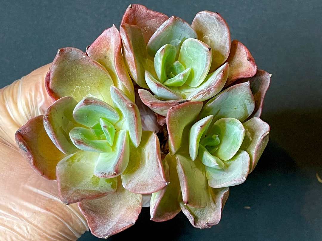 Echeveria Spp - Etsy
