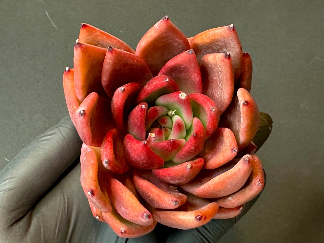 Echeveria Blood Queen - Etsy