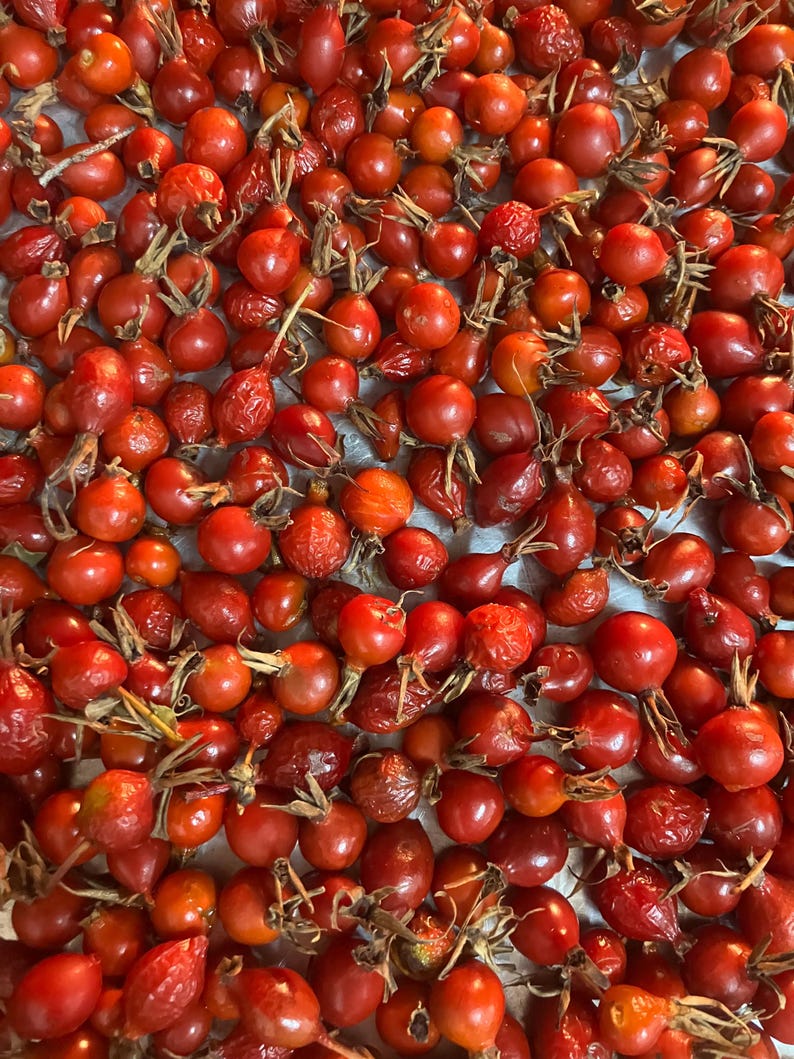 Wild Rose Hips - Etsy