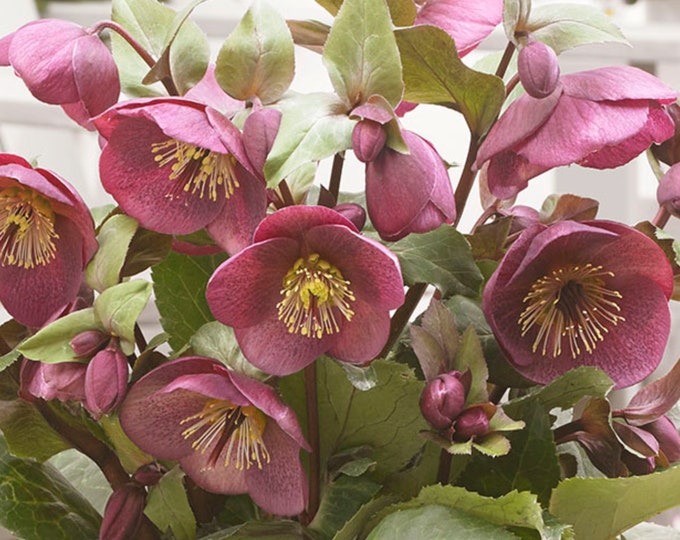 2 Frostkiss Charmer Lenten Rose Starter Perennials. Stunning Blooms ...