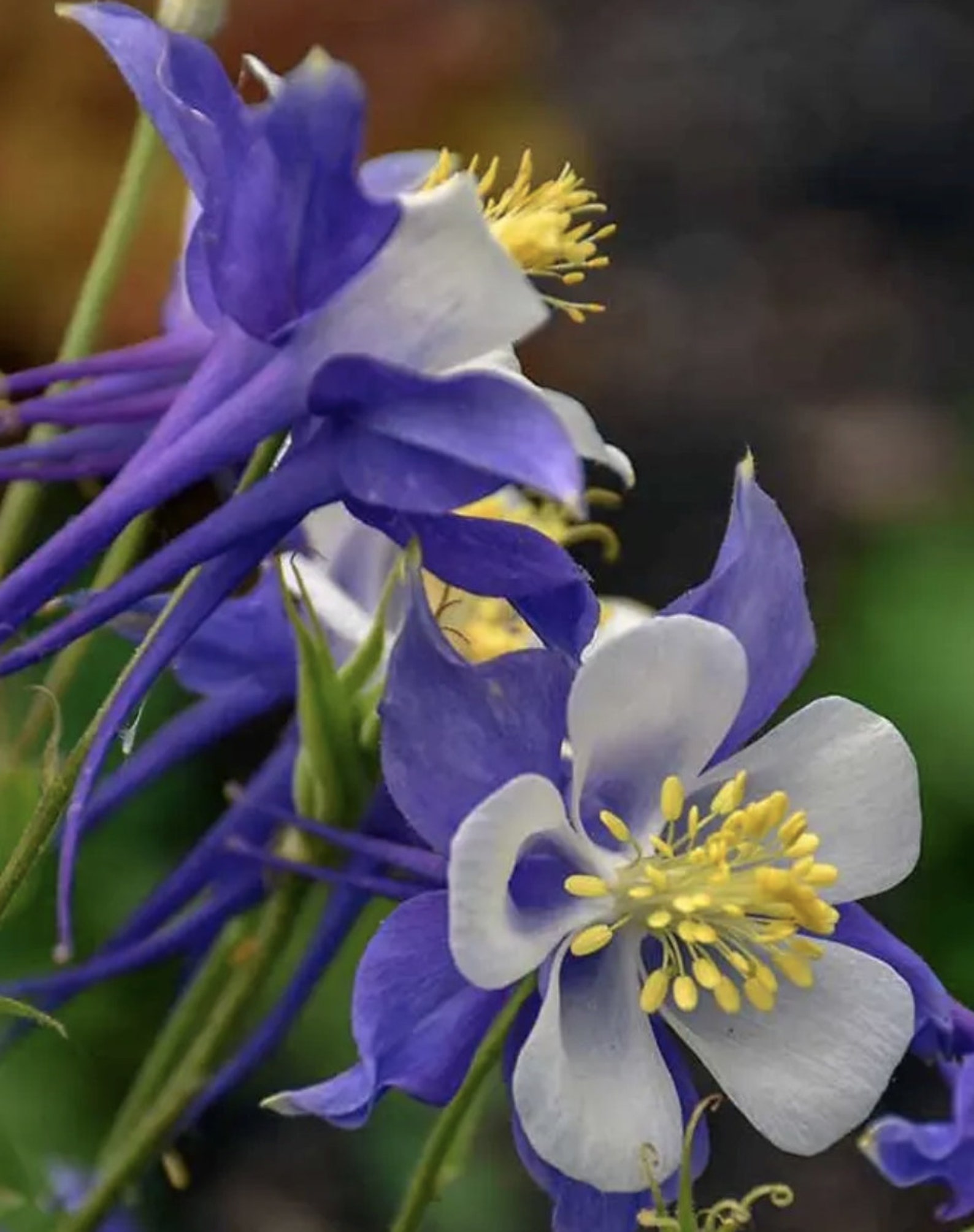 5 Live Aquilegia Mixed Colors Columbine Starter Perennials. Easy to ...