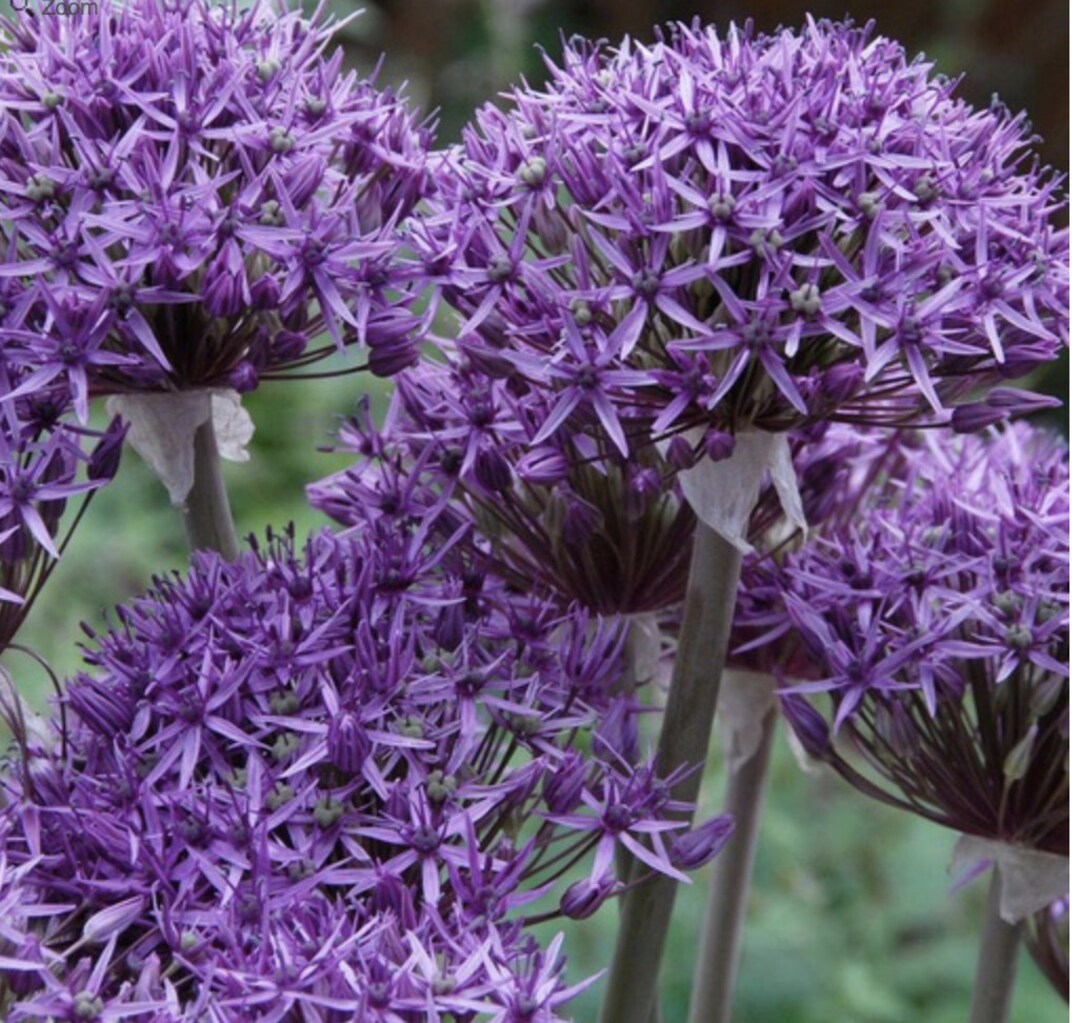 3 Purpletall Allium Perennial Bulbs. Hardy Zones 4-9. Pollinator. Easy ...