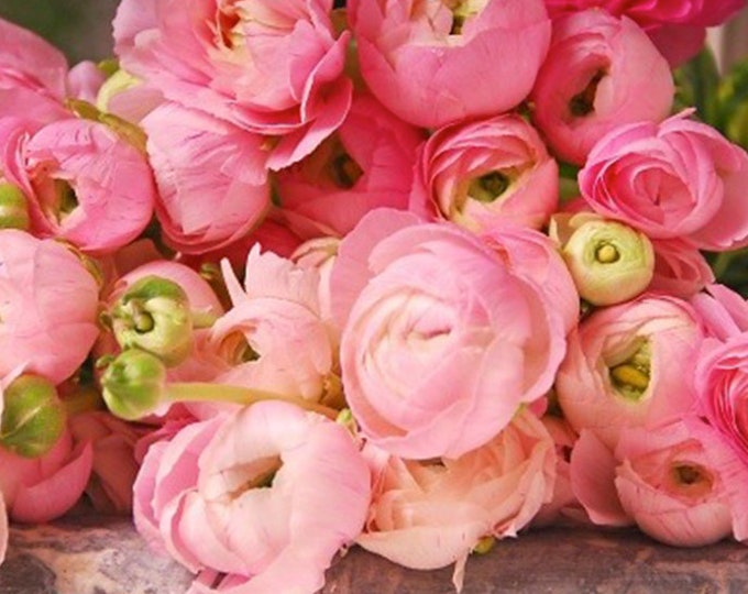 10 Ranunculus Aviv Pink Healthy Corms -vibrant Blooms Add Beauty to ... 10 Ranunculus Aviv Pink Healthy Corms -vibrant Blooms Add Beauty to ...