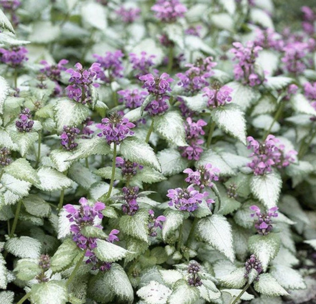5 Lamium Dead Nettle Starter Ground Cover Live Perennial Plants. Grows ...