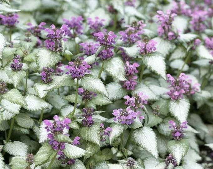 5 Lamium Dead Nettle Starter Ground Cover Live Perennial Plants. Grows ...