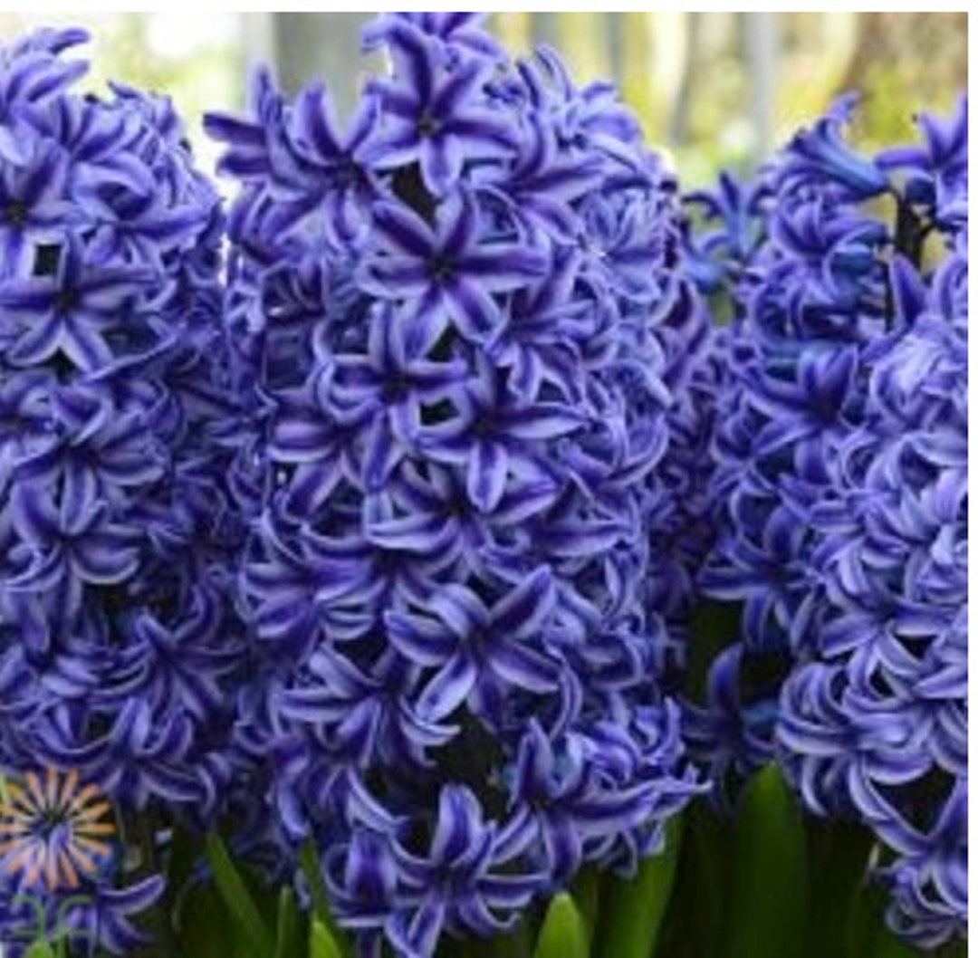 3 Large Sky Blue Hyacinth Perennial Bulbs. Perfect to Force Inside or ...