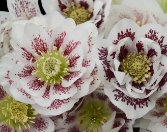 Helleborus Ice 'N Roses Dark Picotee Bicoloured Flowers - Etsy